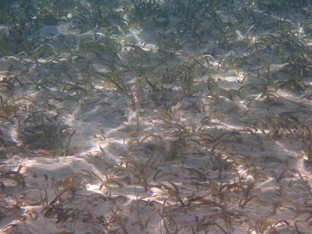 Turtle Grass from Castaway Cay, The Bahamas on May 4, 2024 at 10:26 AM ...