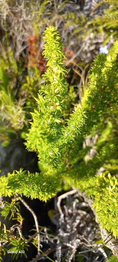 Red Heath from Overstrand Local Municipality, South Africa on April 26 ...