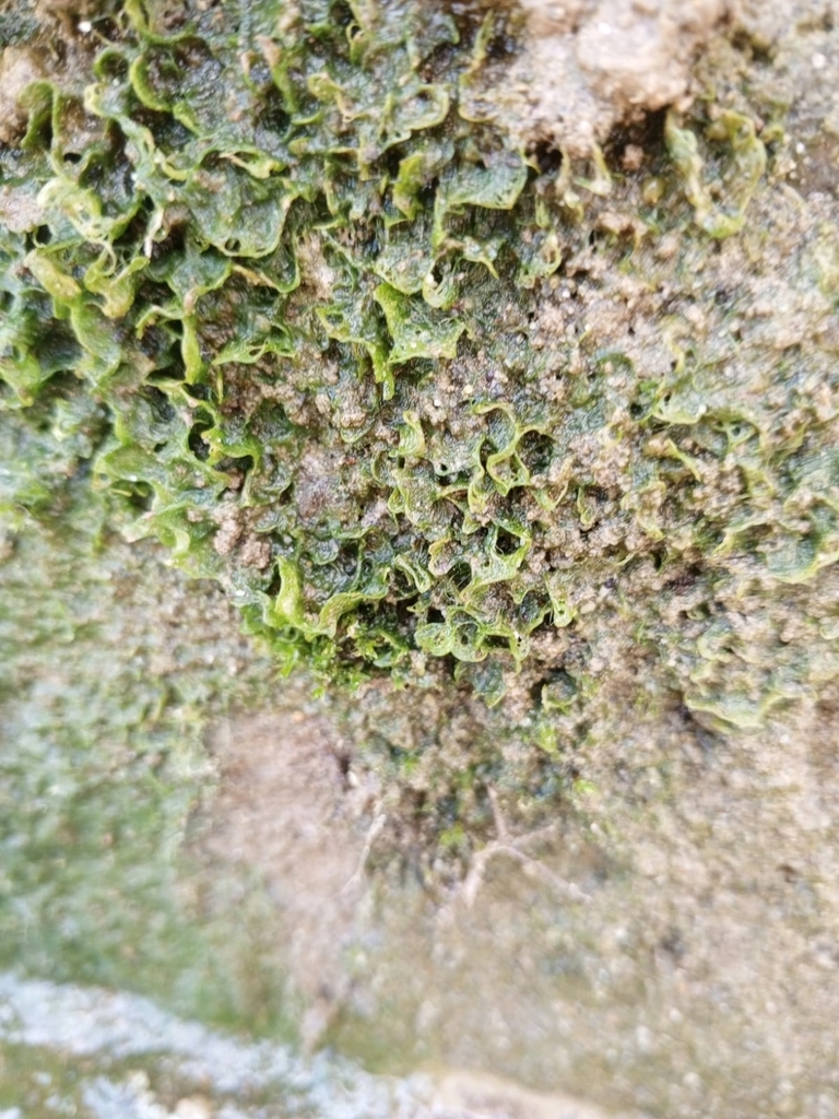 Prasiola from Macará, Ecuador on May 5, 2024 by xavier_alvarez1107. La ...