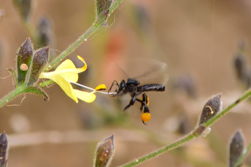 Black Slender-Stingless bee from Mazatlán, Sin., México on April 28, 2019 at 10:27 AM by Ricardo ...