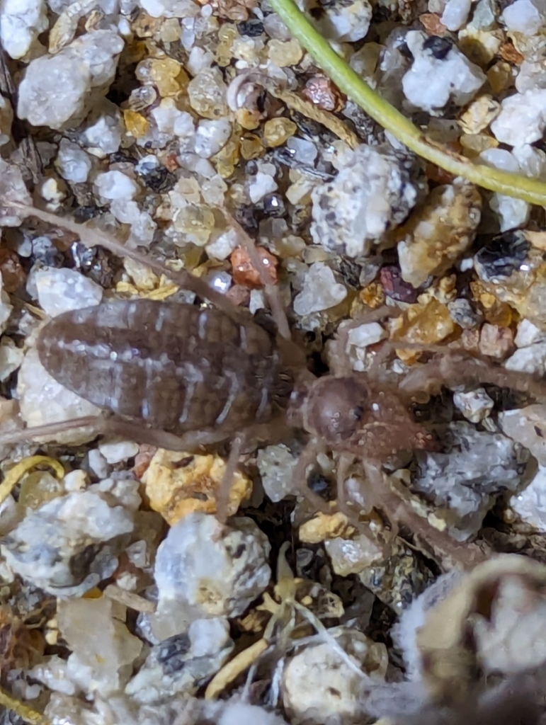 Eremobates from Borrego Springs, CA 92004, USA on April 26, 2024 at 08: ...