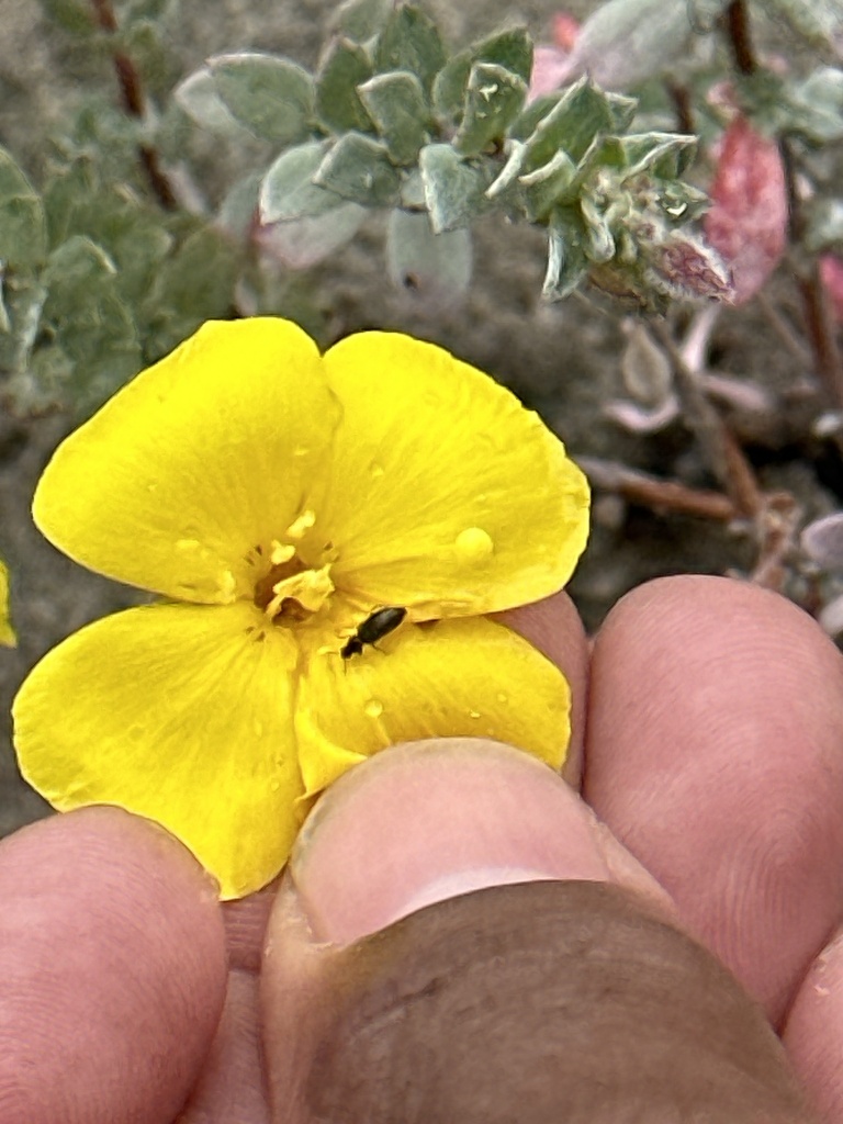 Cucujiform Beetles from Ensenada, B.C., MX on May 5, 2024 at 10:35 AM ...