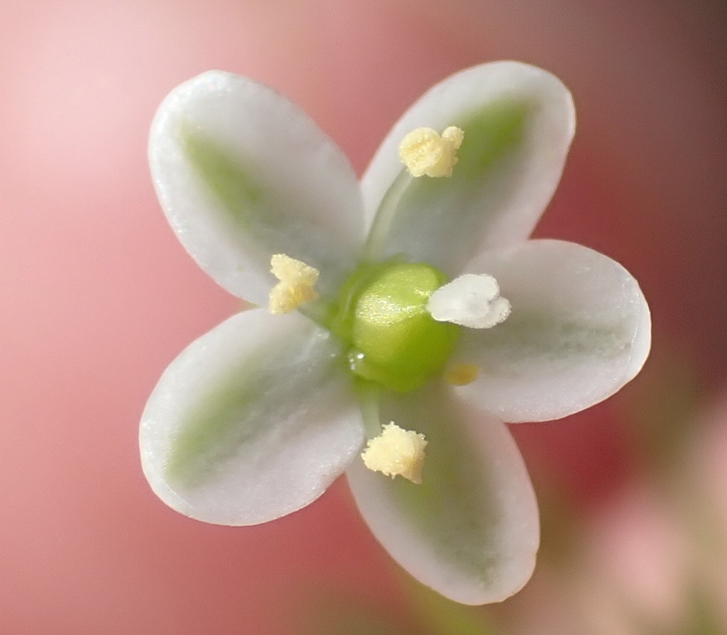 Gilded Spookasem from Paardepoort west, Garden Route District ...