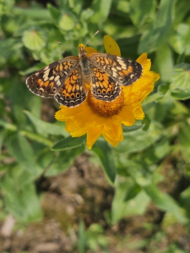 Phaon Crescent from Waller County, US-TX, US on April 30, 2024 at 05:56 ...