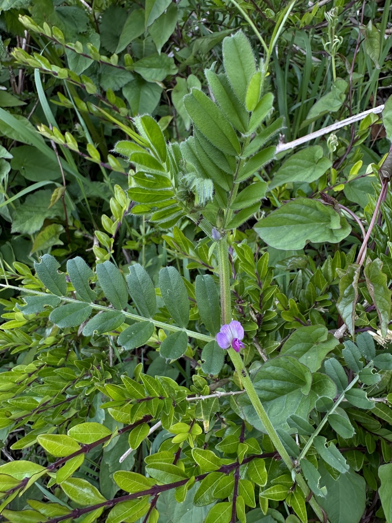 Common Vetch from Fazakerley, Liverpool, UK on April 27, 2024 at 01:09 ...
