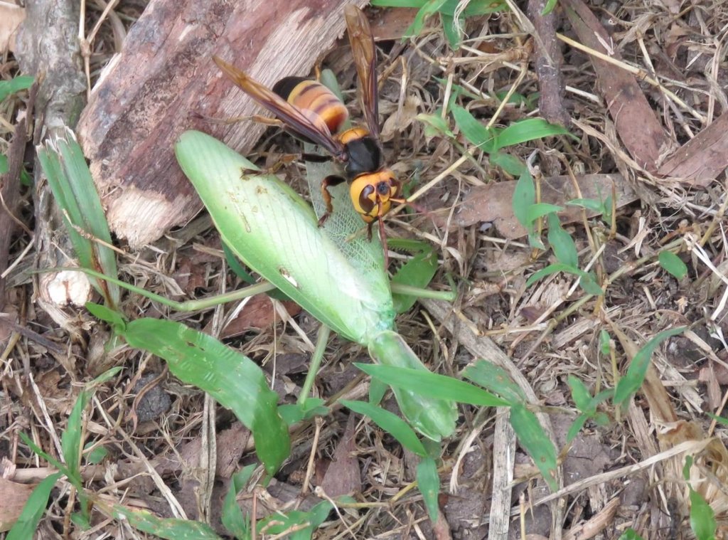 Southern Giant Hornet from 慈沙古道 on November 1, 2015 by Alan Kwok (King ...