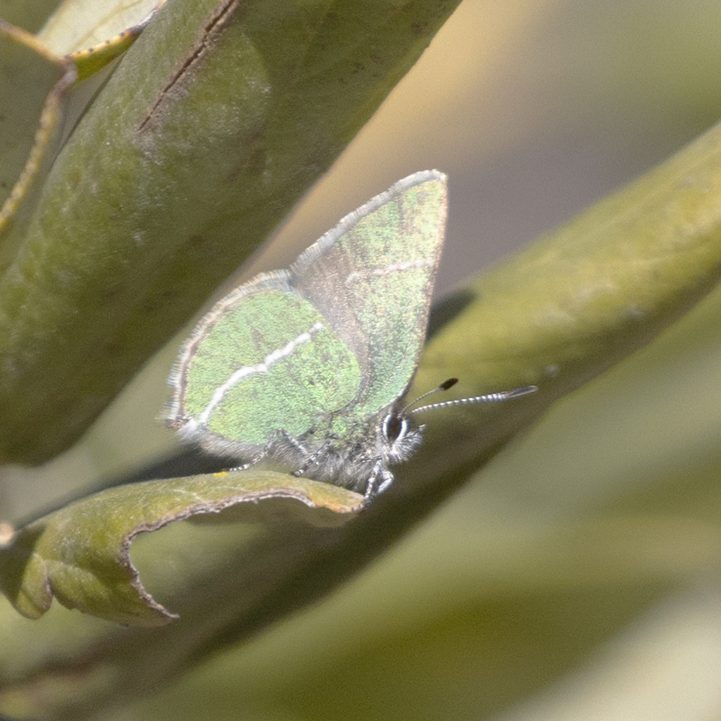 Sheridan's Hairstreak from Rio Blanco County, CO, USA on May 4, 2024 at ...