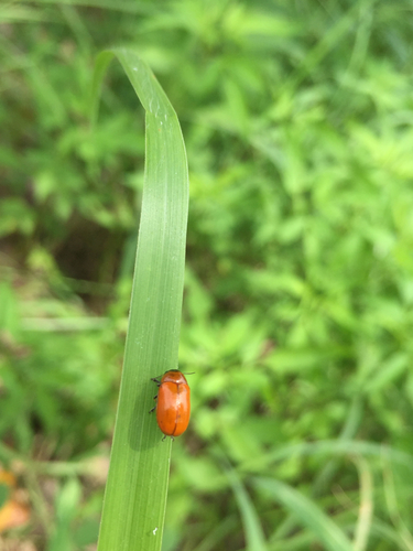 Genus Aspidolopha · iNaturalist