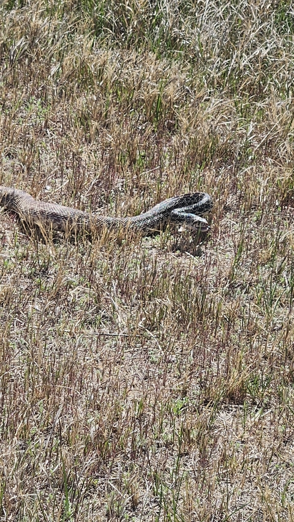 Bullsnake from Kiowa, NE, USA on May 5, 2024 at 10:52 AM by curt4182 ...