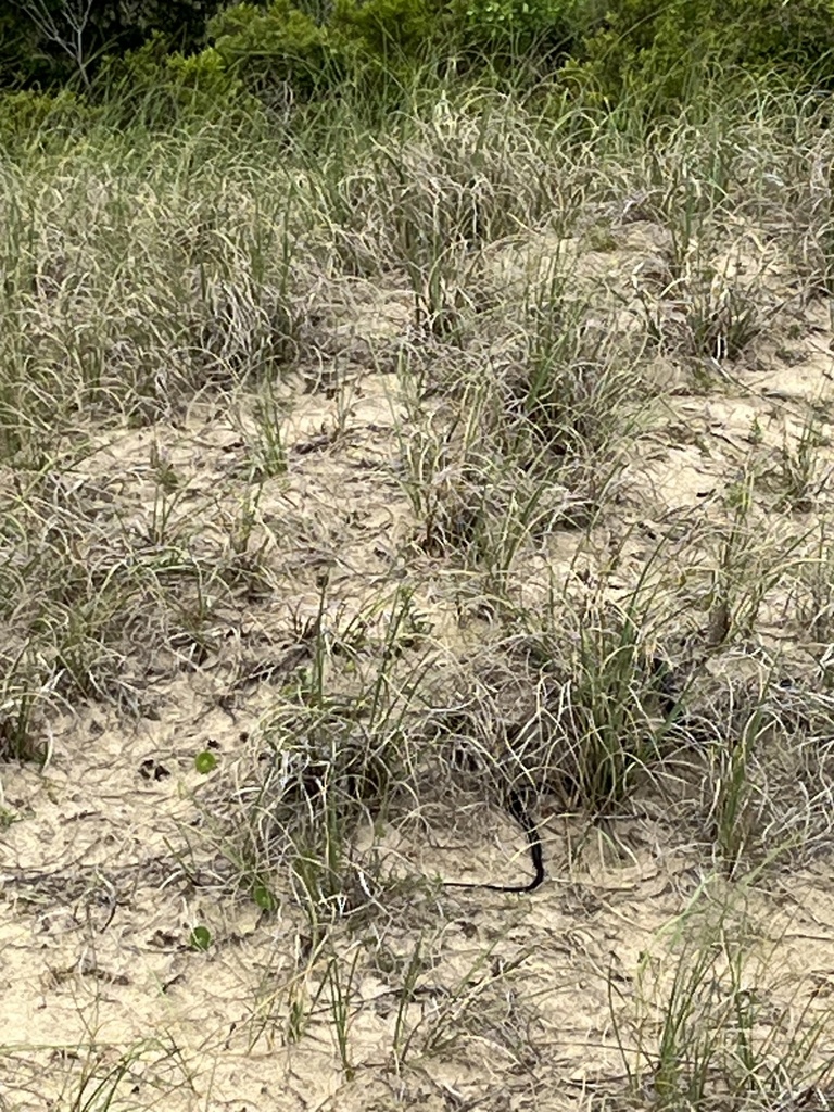Snakes from Mid Island Trail, NC, US on May 5, 2024 at 10:08 AM by ...