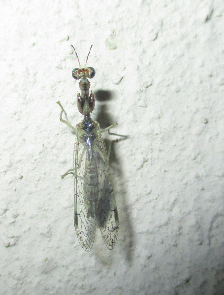 Mantidflies from Serowe on April 28, 2024 by Botswanabugs. attracted to ...