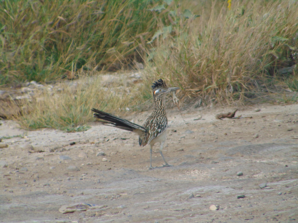 Greater Roadrunner from Apodaca, N.L., México on April 27, 2024 at 02: ...