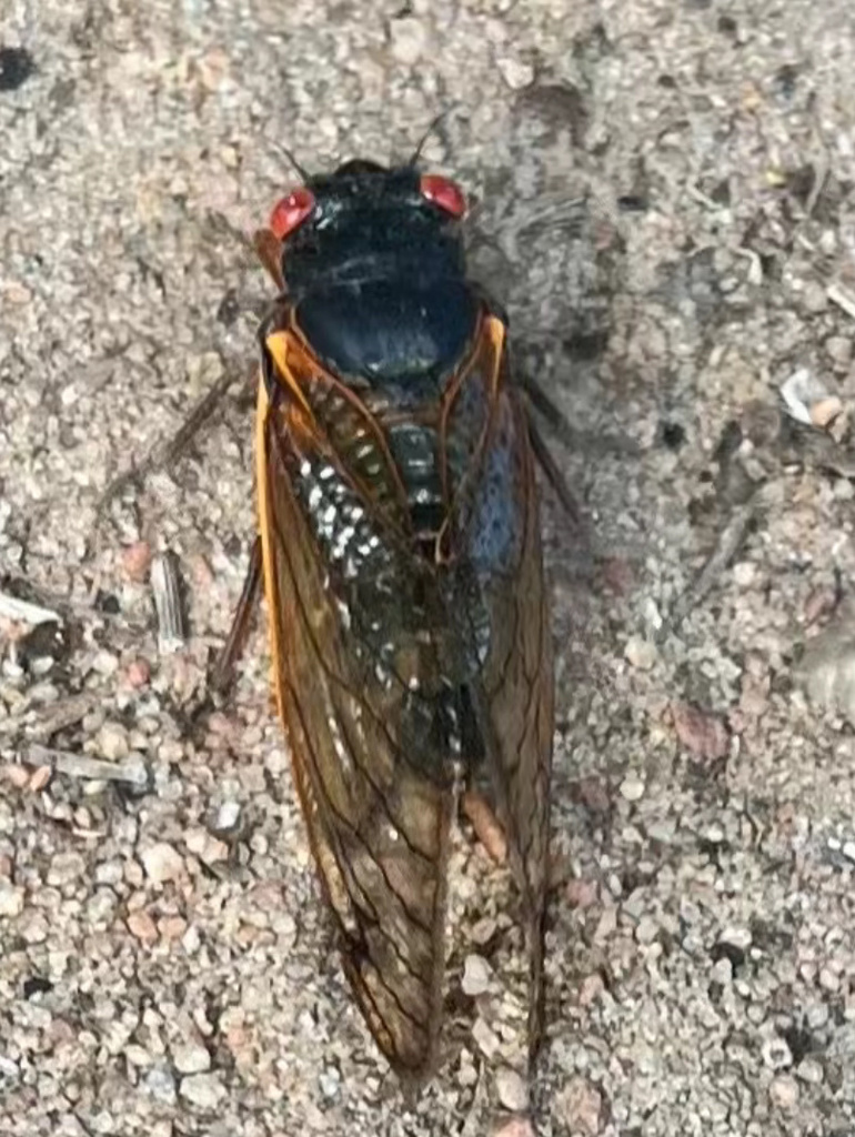 Pharaoh Cicada from Woodbury, GA, US on February 3, 2023 at 03:37 PM by ...