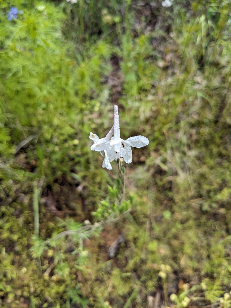 Wild Blue Larkspur from Mineral Wells, TX, USA on May 5, 2024 at 12:49 ...