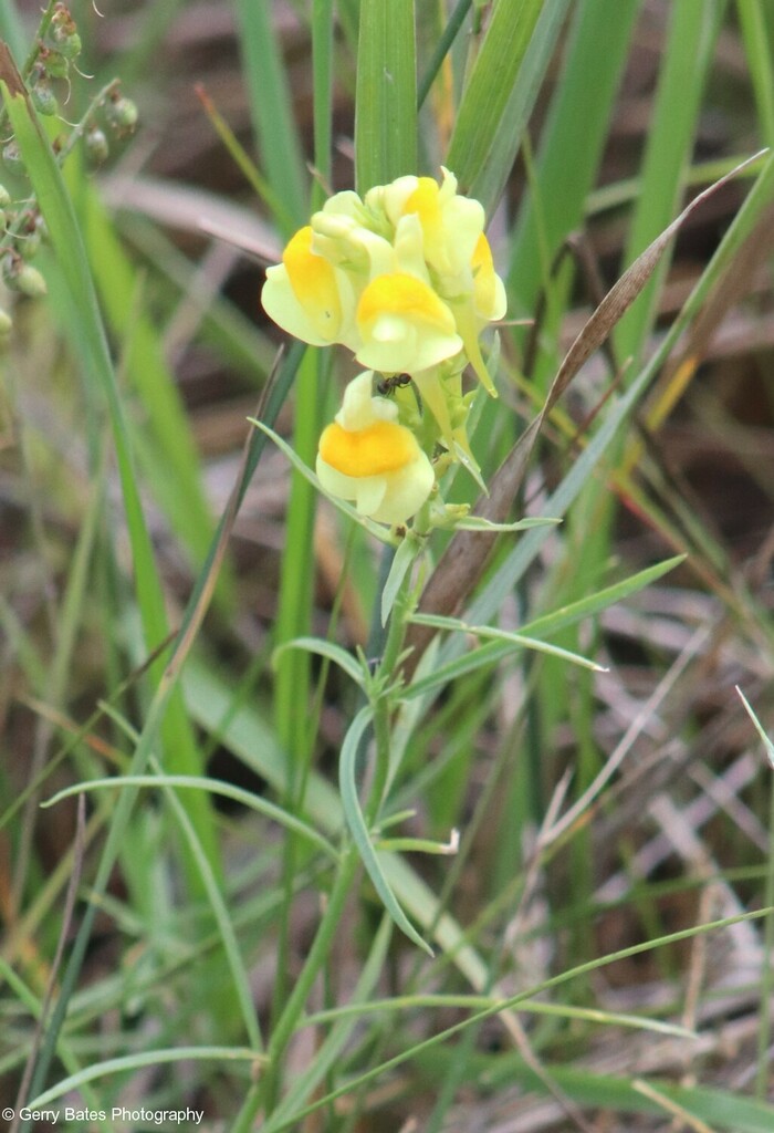 common toadflax from Northwest Calgary, Calgary, AB, Canada on August 9 ...