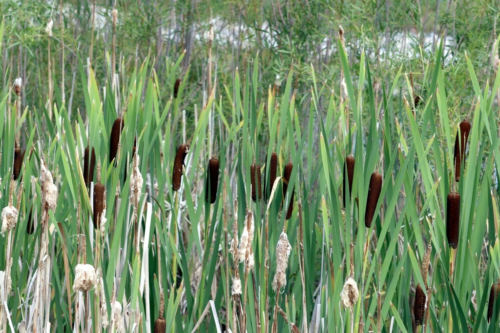 broadleaf cattail from Northwest Calgary, Calgary, AB, Canada on August ...