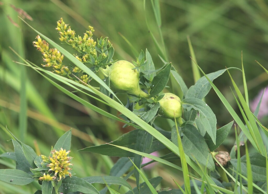 Goldenrod Gall Fly from Northwest Calgary, Calgary, AB, Canada on ...