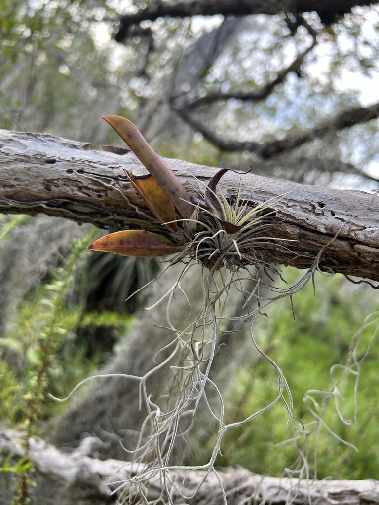 spotted mule-ear orchid in April 2024 by Sarah Wetterer · iNaturalist