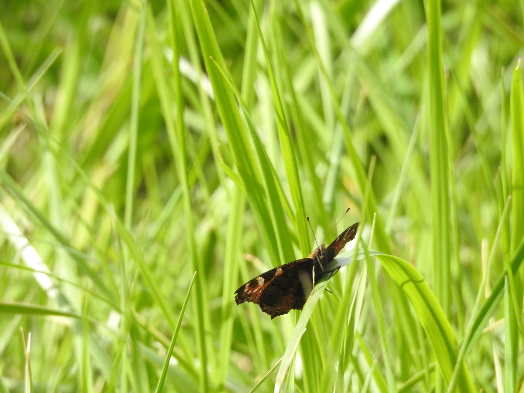 European Peacock Butterfly from 277 14 Borek-Dřísy, Czechia on April 28 ...