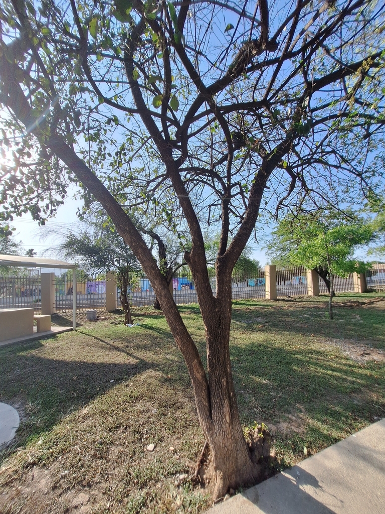 Mexican Ash from Residencial Nova, 66456 San Nicolás de los Garza, N.L ...