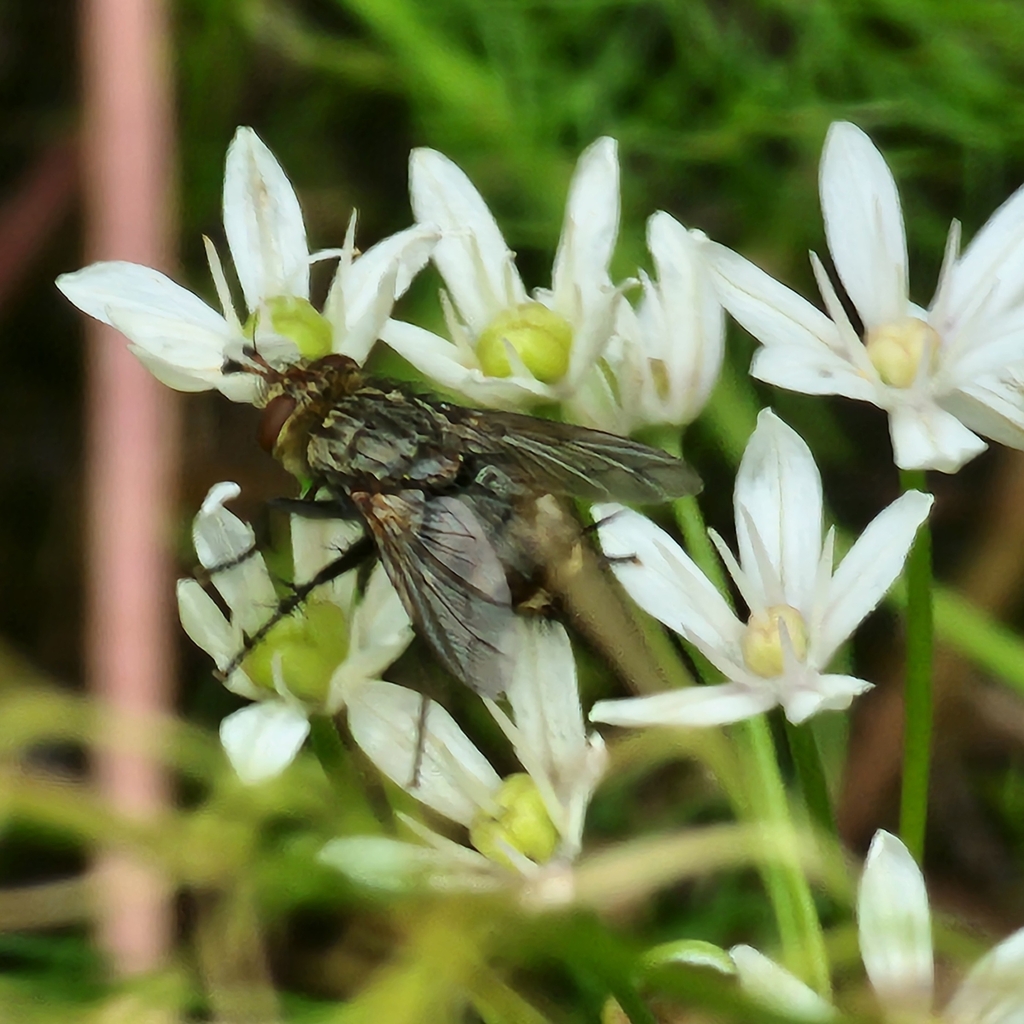 Bristle Flies in May 2024 by Shannen Phan. Feeding on these flowers in ...