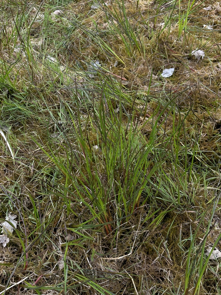 Jointed rush from Liverpool, UK on April 27, 2024 at 11:57 AM by Steven ...
