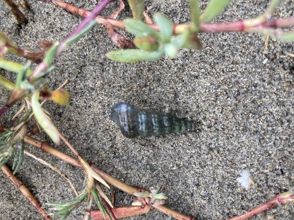Cerithideopsis from Ensenada, B.C., MX on May 5, 2024 at 09:23 AM by ...