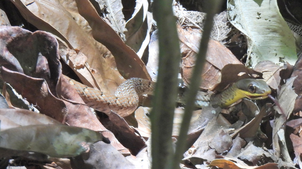Barred Forest Racer from Provincia de Puntarenas, Puerto Jiménez, Costa ...