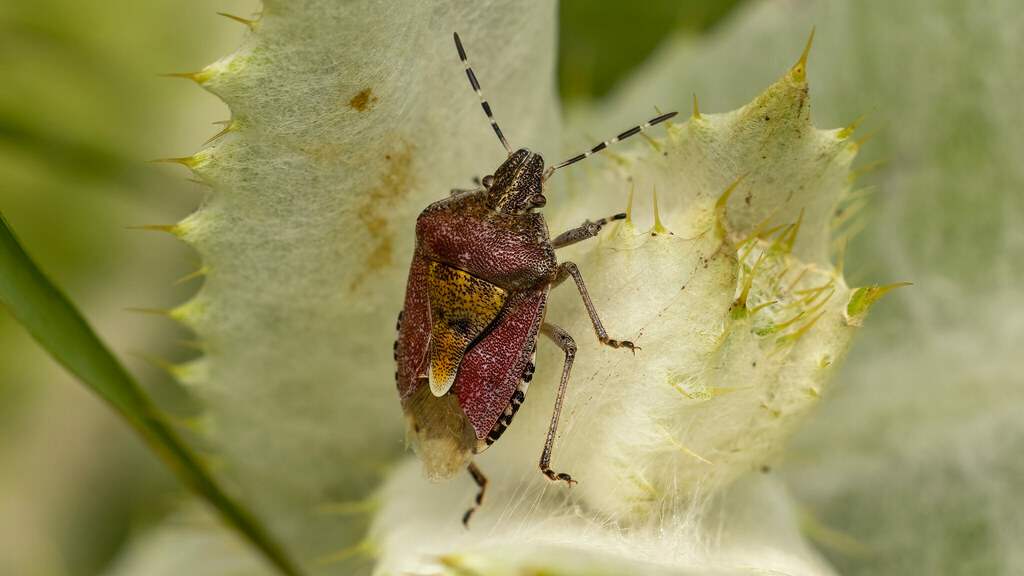 Sloe Bug from Apetlon, Österreich on May 5, 2024 at 12:09 PM by Per ...