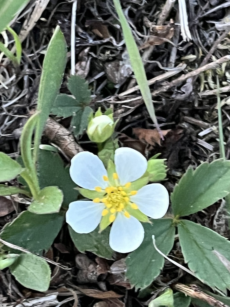 Virginia strawberry from Shenandoah National Park, Syria, VA, US on ...