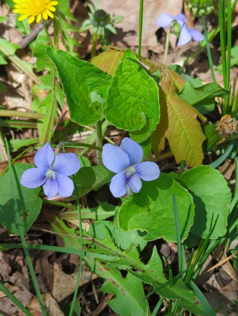 common blue violet from South Bend Township, MN, USA on May 05, 2024 at ...
