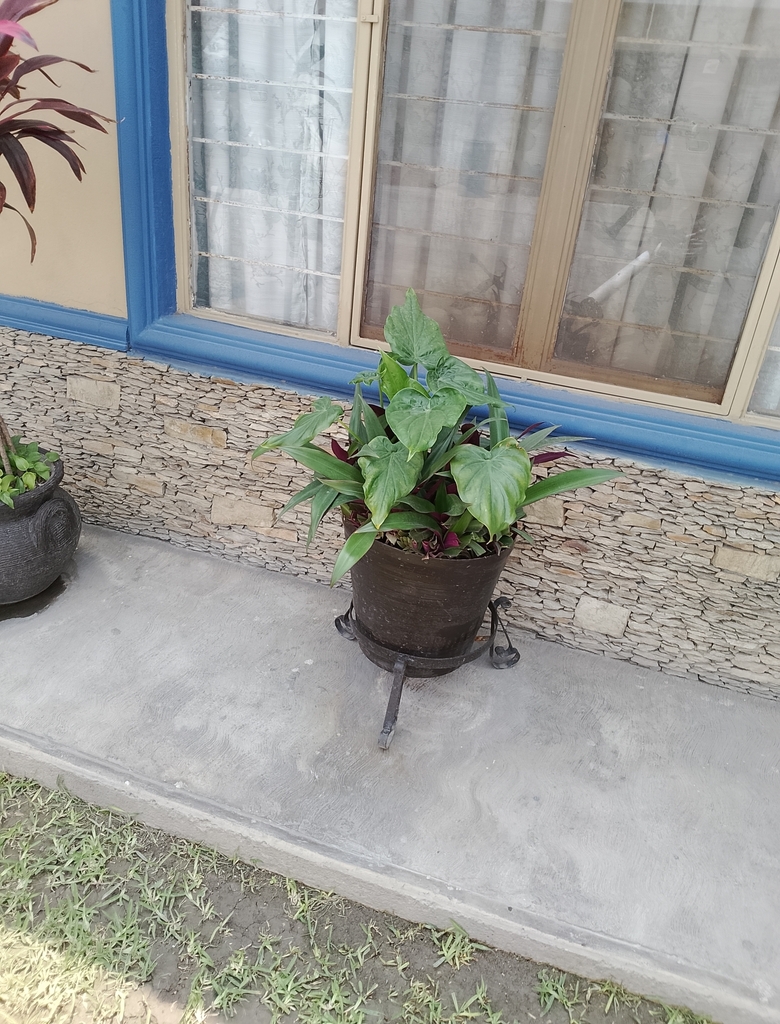 flowering plants from Iturbide, San Nicolás de los Garza, N.L., México ...