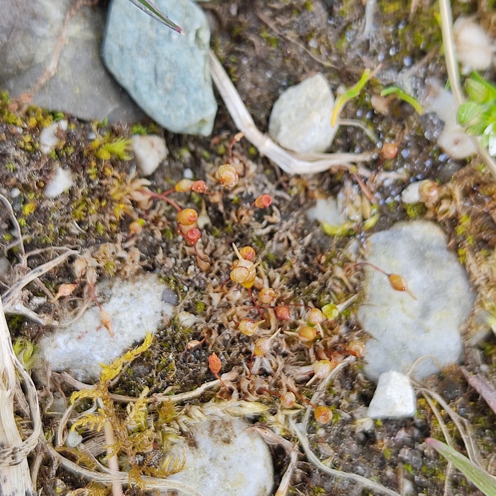 common bladder moss from Liezen, Österreich on April 28, 2024 at 11:53 ...