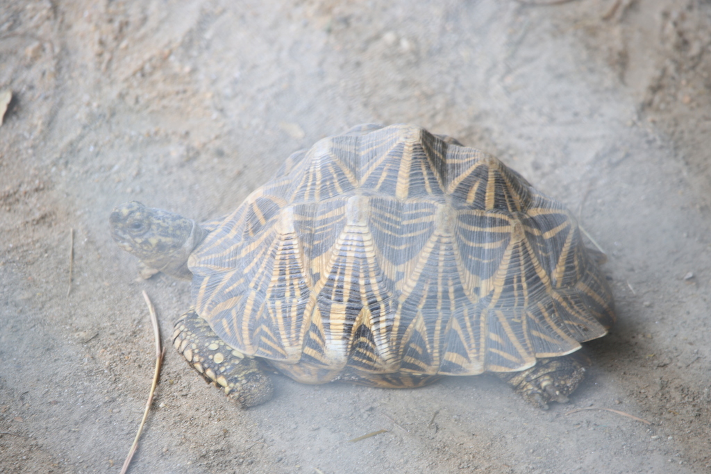 Indian Star Tortoise in April 2024 by Ganesh Mohan T · iNaturalist