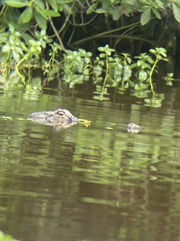 American Alligator from Reed Bingham Park Lake, Norman Park, GA, US on ...