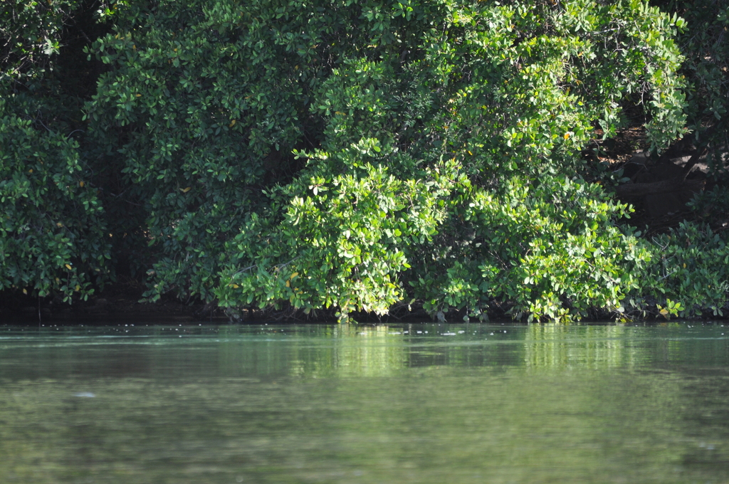 Mangle blanco desde Manzanillo, Col., México el 27 de abril de 2024 a ...