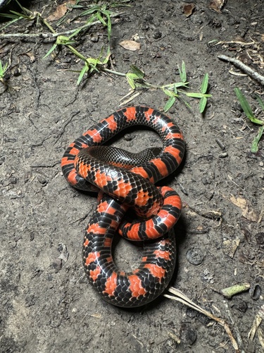Western Mudsnake (Farancia abacura reinwardtii) - Snakes and Lizards