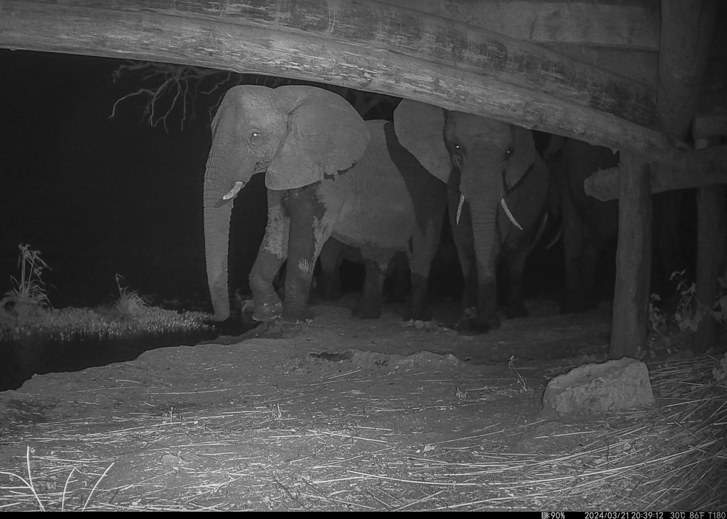 Savanna Elephant in March 2024 by Andre Harmse · iNaturalist