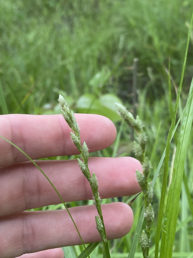 true sedges from Mattaponi, Mascot, VA, US on May 5, 2024 at 01:13 PM ...
