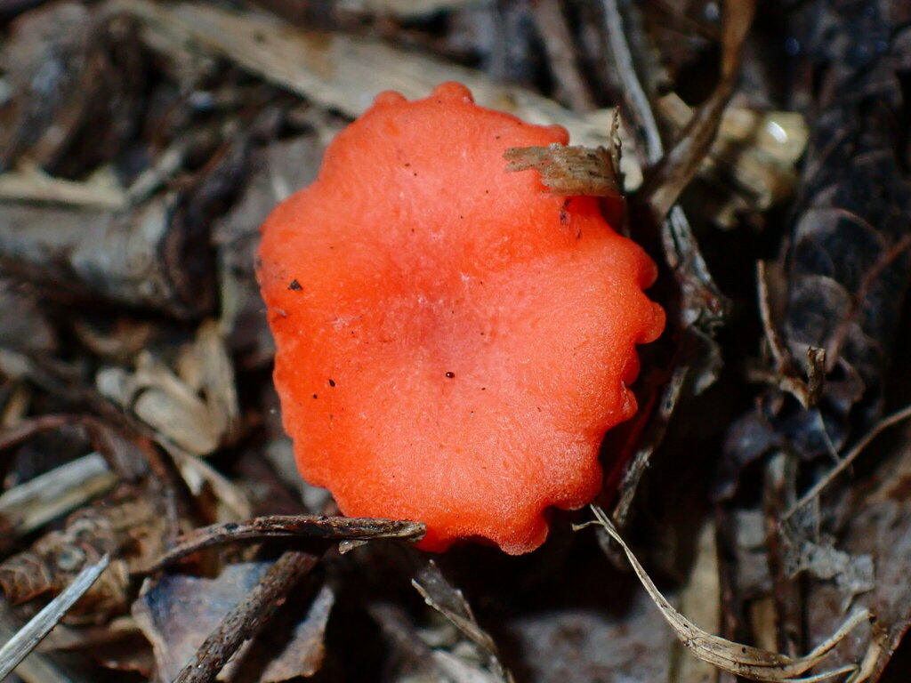 chanterelles in May 2024 by Caleb Wardlaw · iNaturalist
