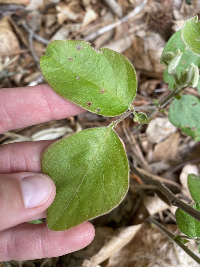 Velvetleaf Ticktrefoil from Coldwater Rd, Mascot, VA, US on May 5, 2024 ...