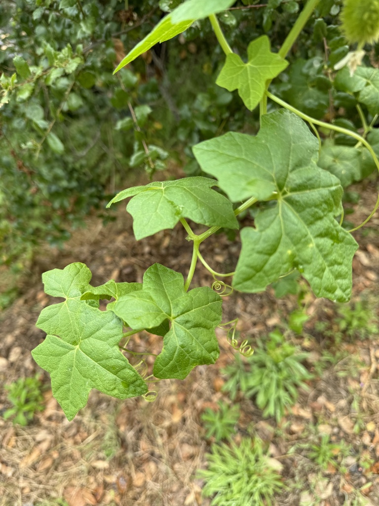 Man-roots from Laguna Coast Wilderness Park, Laguna Beach, CA, US on ...