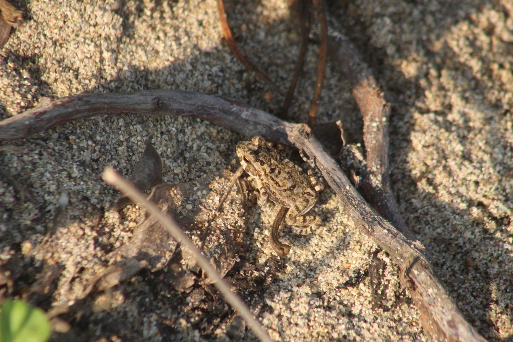 Marbled Toad from Santa María Huatulco, Oax., México on April 28, 2024 ...