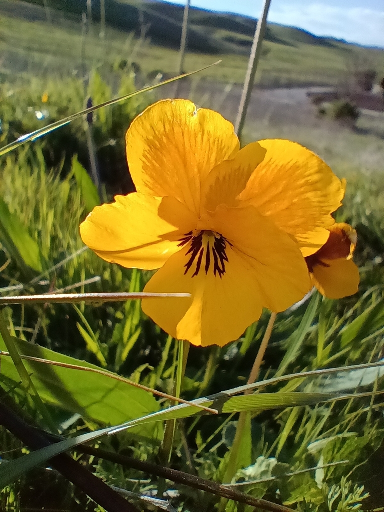California Golden Violet from Fairfield, CA, USA on March 30, 2024 at ...