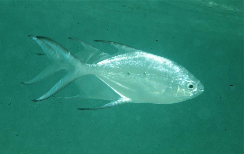 Smallspotted Dart (Trachinotus baillonii) - Marine Life Identification