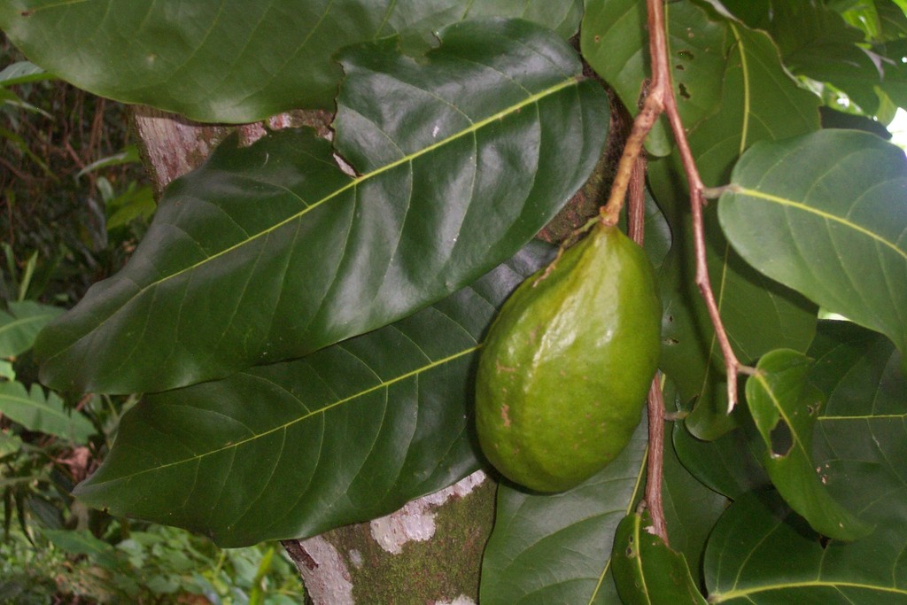 Polynesian chestnut (Inocarpus fagifer) - Botanical Realm