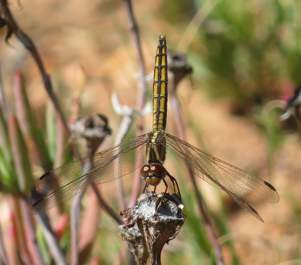 Navy Dropwing from Paardepoort west, Garden Route District Municipality ...