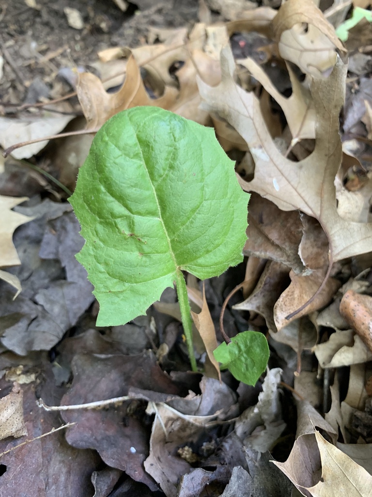 Canyon rattlesnake root from Lost Maples State Natural Area, Vanderpool ...