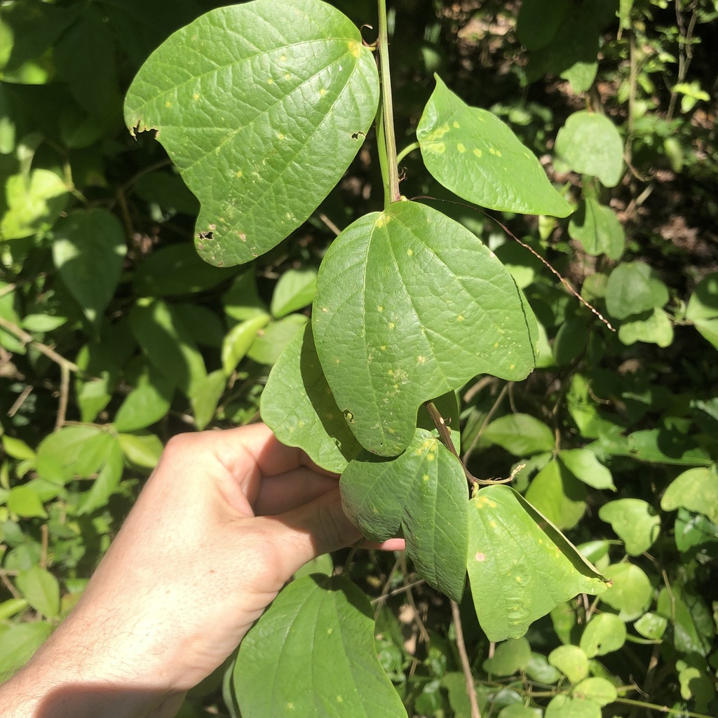 Decaloba from Colon, PA on May 5, 2024 at 10:44 AM by Neil Rosser ...