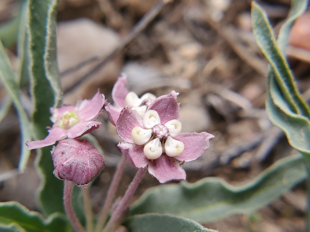 Wheel milkweed in May 2024 by Rob Monahan · iNaturalist